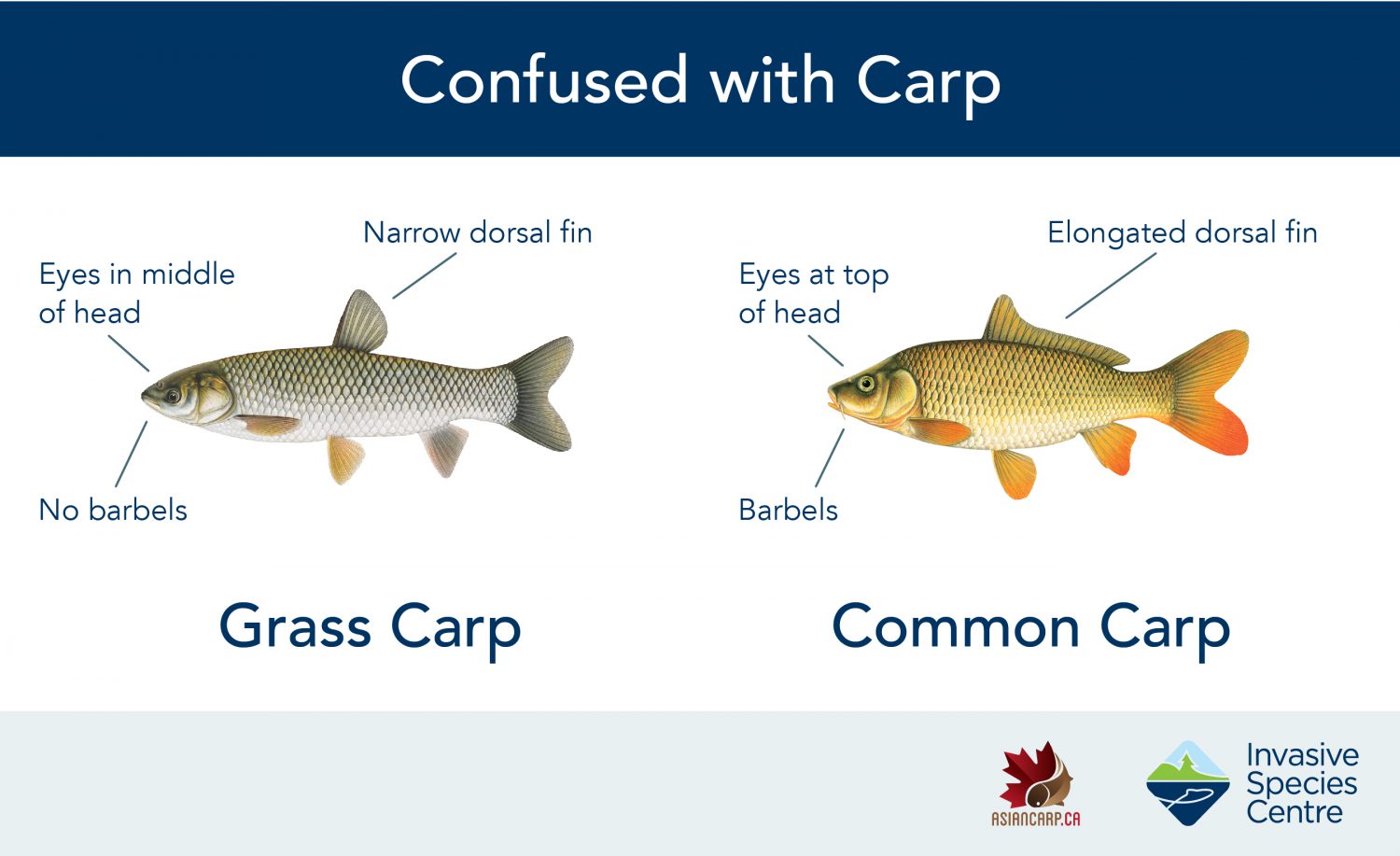 5 reasons why carp are hard to catch and how to overcome them – Go ...